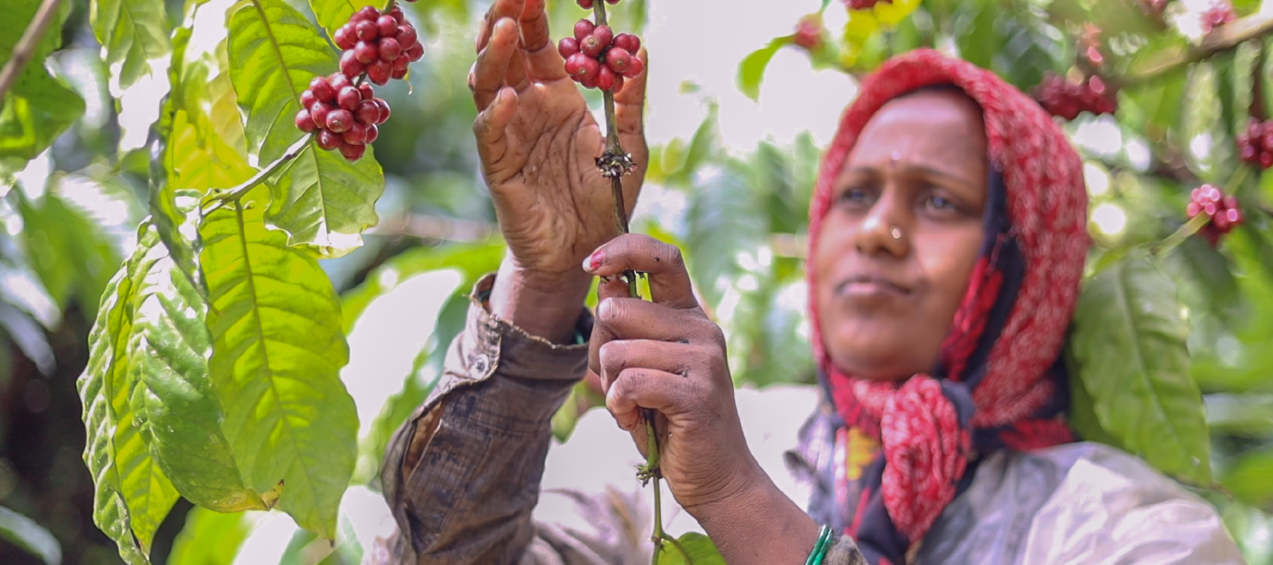 EARTH ROASTERY - INDIA
